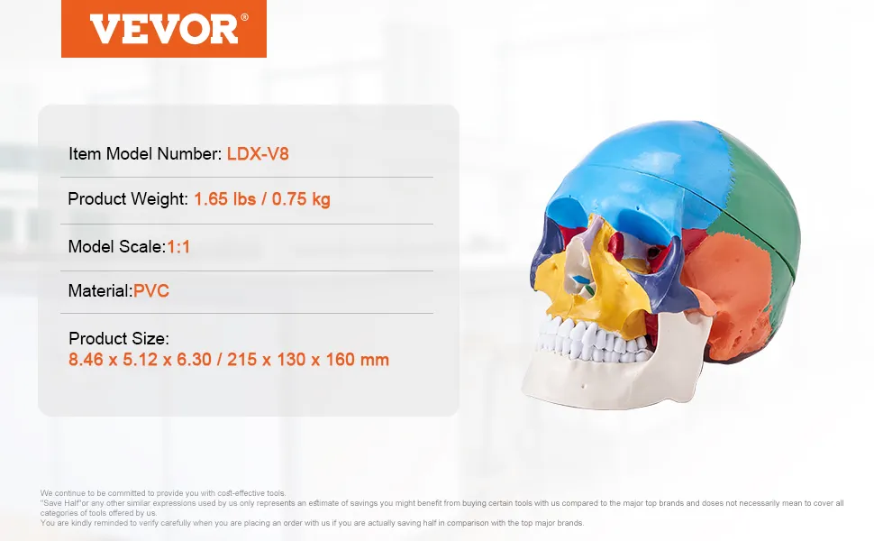 VEVOR Human Skull Model, 3 Parts Human Skull Anatomy, Life-Size Painted ...
