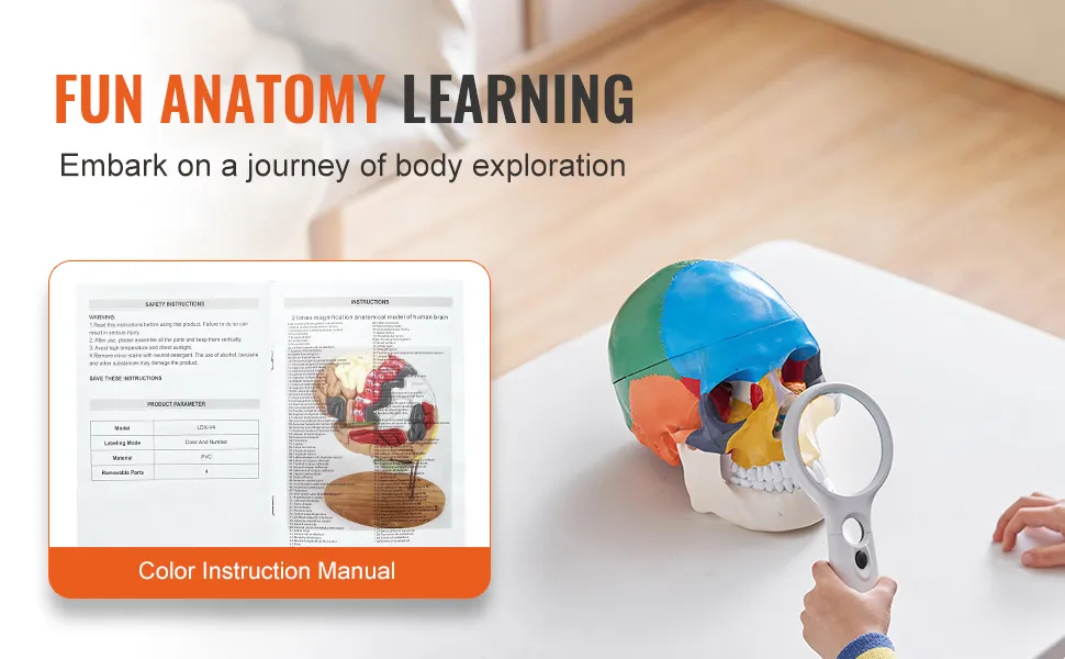 VEVOR Human Skull Model, 3 Parts Human Skull Anatomy, Life-Size Painted ...
