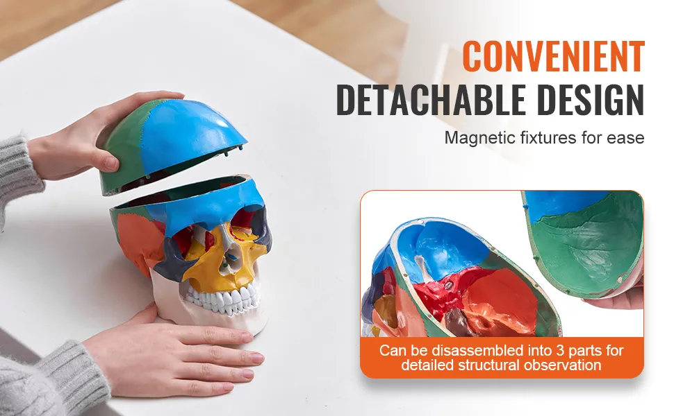 VEVOR Human Skull Model, 3 Parts Human Skull Anatomy, Life-Size Painted ...