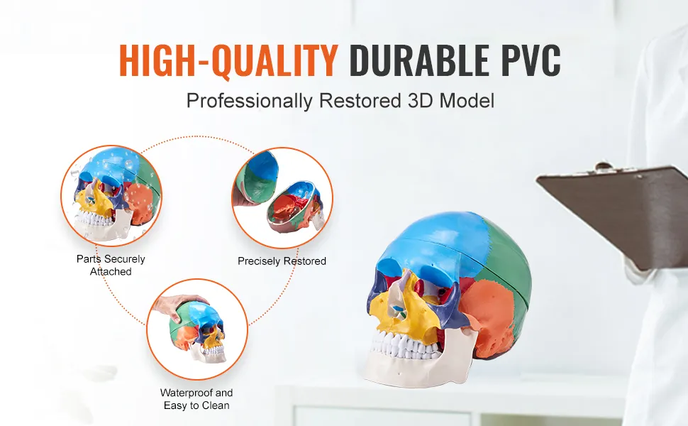 VEVOR Human Skull Model, 3 Parts Human Skull Anatomy, Life-Size Painted ...