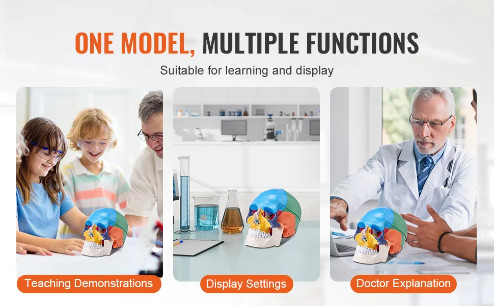 VEVOR Human Skull Model, 3 Parts Human Skull Anatomy, Life-Size Painted ...