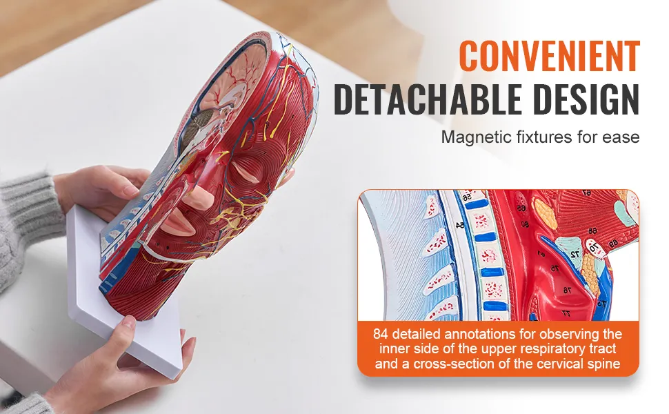 VEVOR Human Half Head Superficial Neurovascular Model with Musculature ...