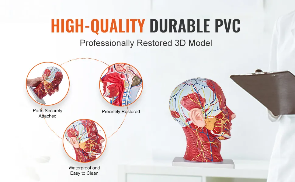 VEVOR Human Half Head Superficial Neurovascular Model with Musculature ...