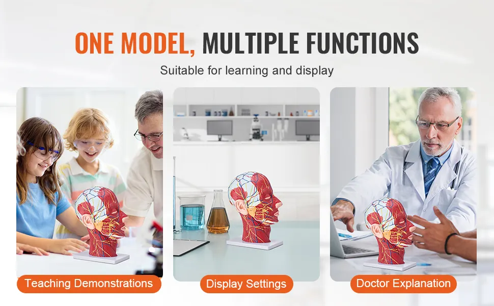 VEVOR Human Half Head Superficial Neurovascular Model with Musculature ...