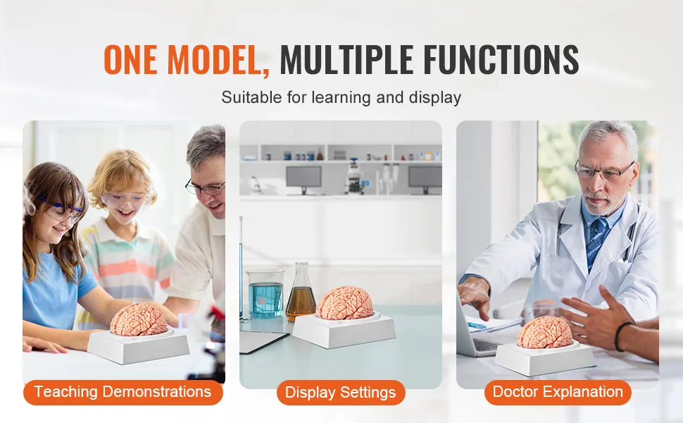 VEVOR Human Brain Model Anatomy, 1:1 Life-Size 9-Part Human Brain ...