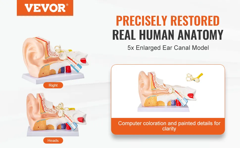 VEVOR Human Ear Anatomy Model, 3 Parts 5 Times Enlarged Human Ear Model Displaying Outer, Middle ...