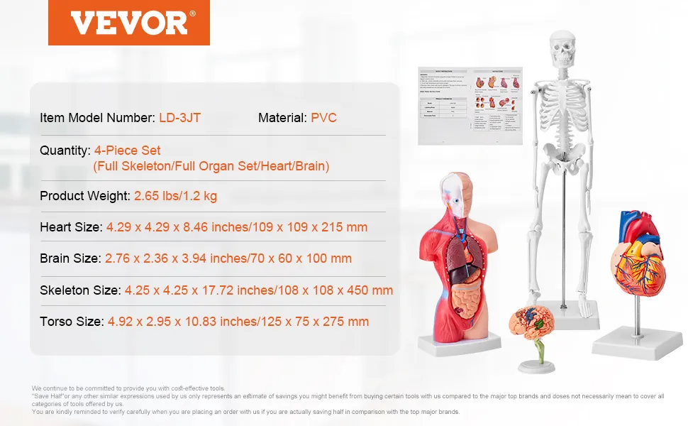 VEVOR Human Anatomy Models Bundle Set, Brain, Human Torso Body, Heart ...
