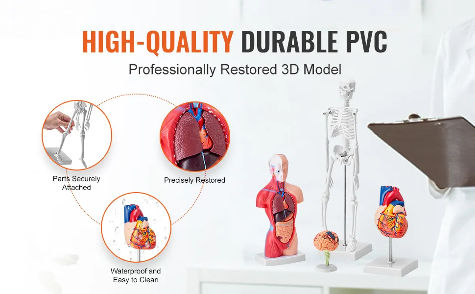 VEVOR Human Anatomy Models Bundle Set, Brain, Human Torso Body, Heart ...