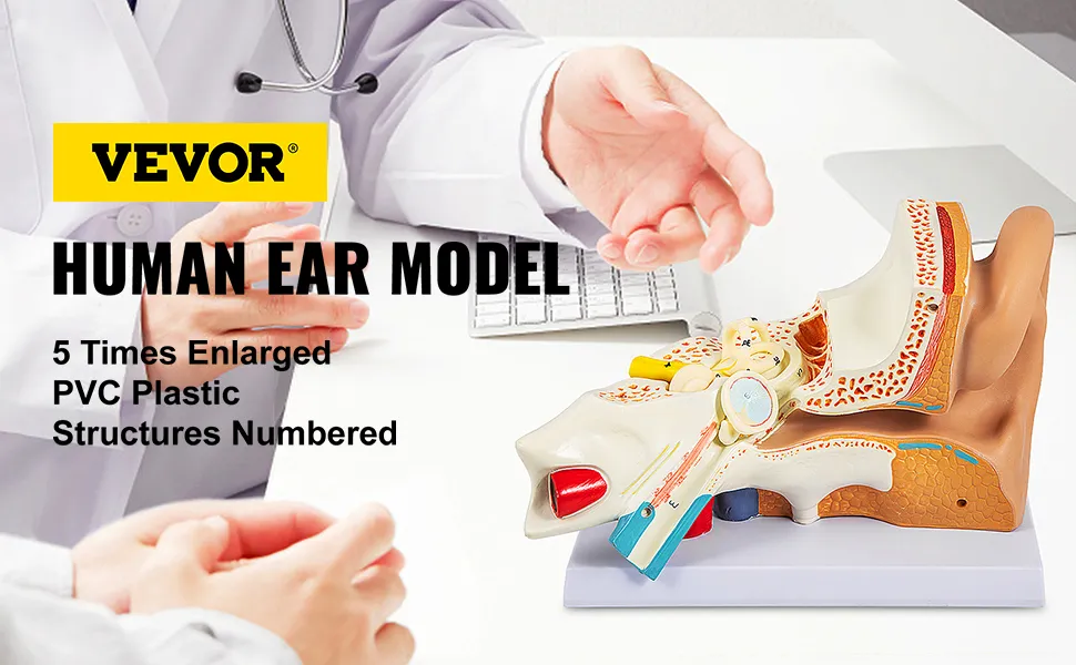 VEVOR Human Ear Anatomy Model, 5 Times Enlarged Human Ear Model, PVC Plastic Anatomical Ear ...